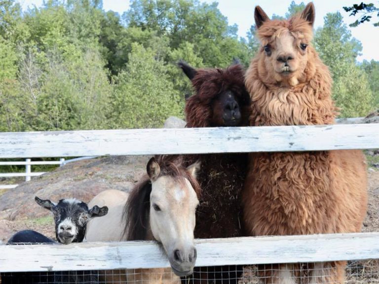 Equita Ranch – Le centre équestre N1 de Gatineau-Ottawa!
